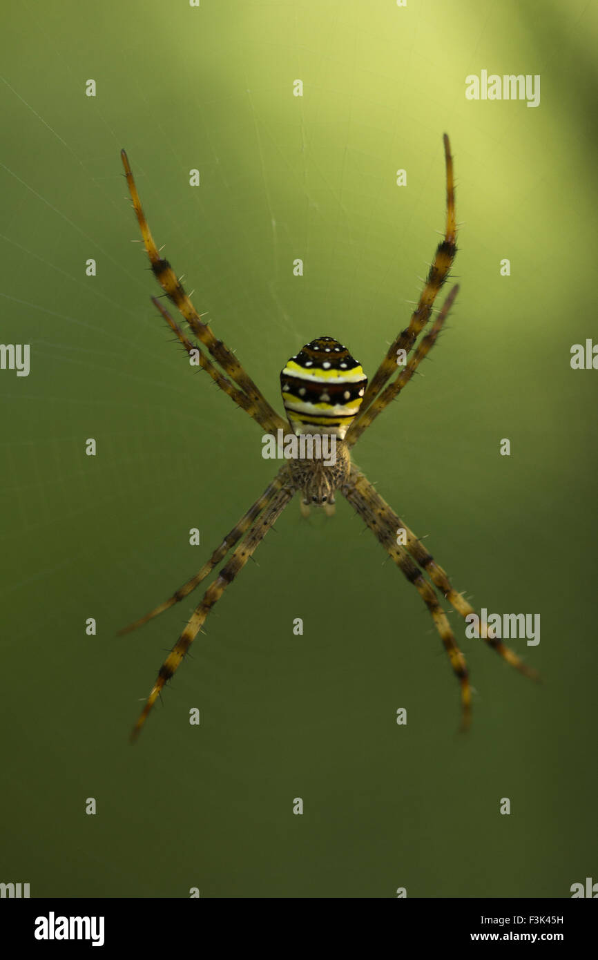 Signature Spider, Gurjee, Tripura , India Stock Photo - Alamy