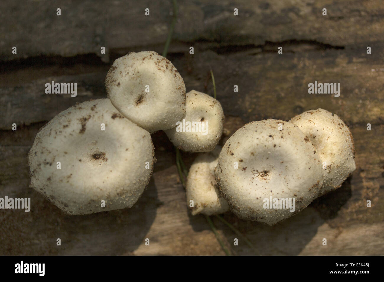 Mushroom, Gurjee, Tripura , India Stock Photo - Alamy