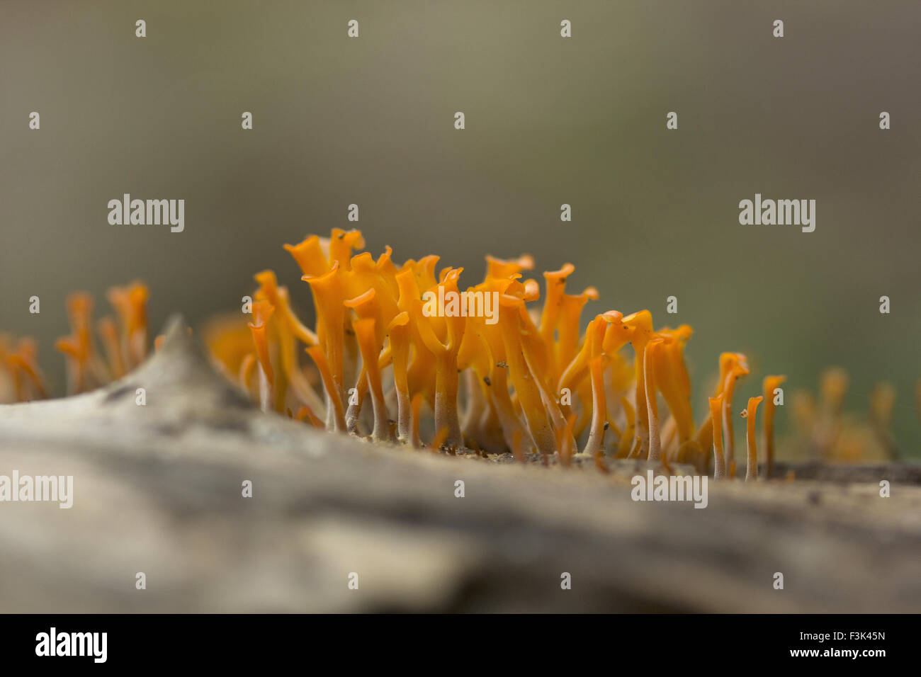 Coral fungi, Gurjee, Tripura , India Stock Photo - Alamy