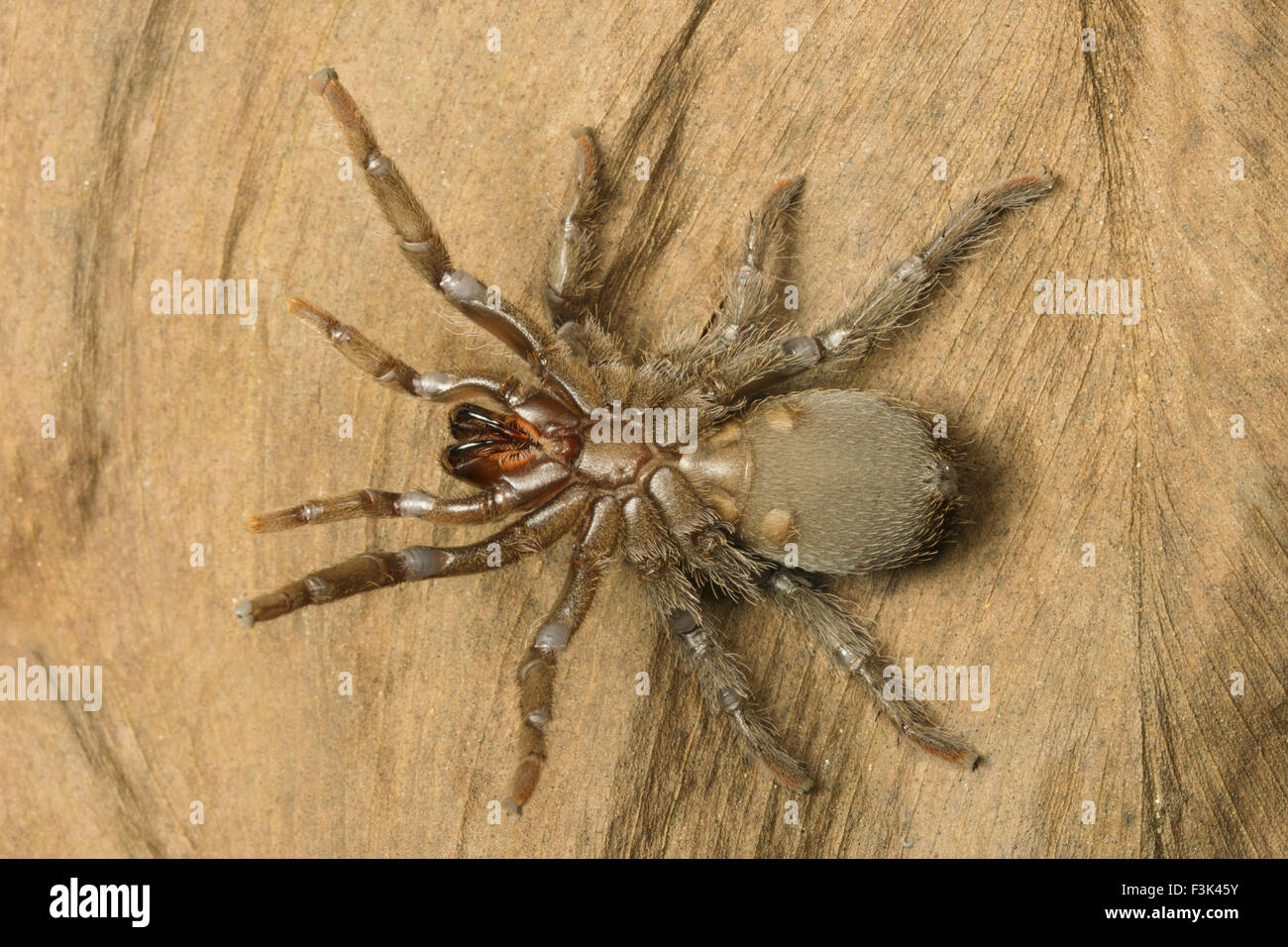 Tarantula, Theraphosidae, Gurjee, Tripura , India Stock Photo - Alamy