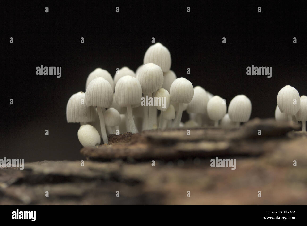 Mushroom, Gurjee, Tripura , India Stock Photo - Alamy