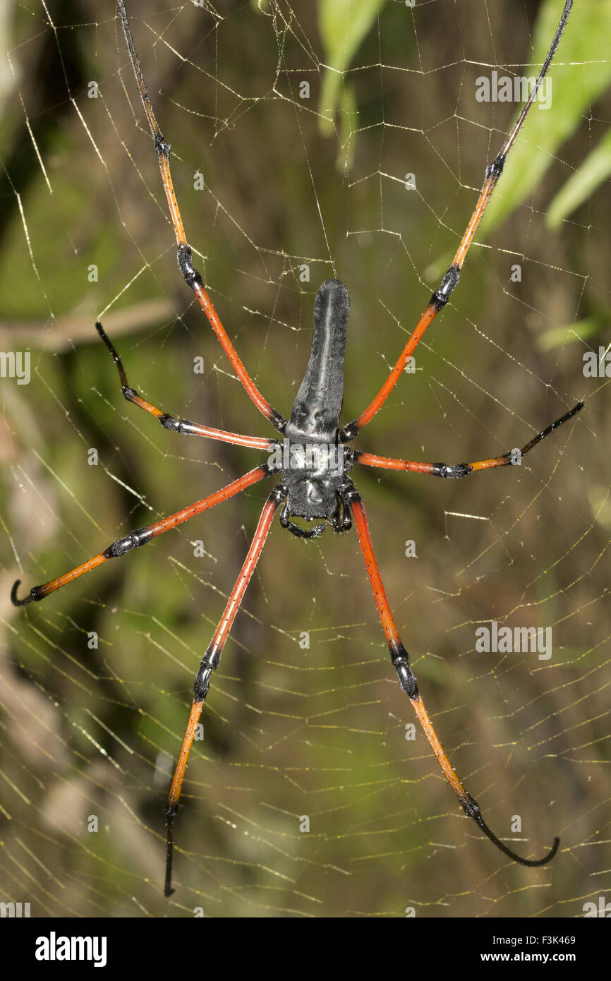 SIGNATURE SPIDER, Argiope sp, ARANEIDAE, Tripura, India Stock Photo - Alamy