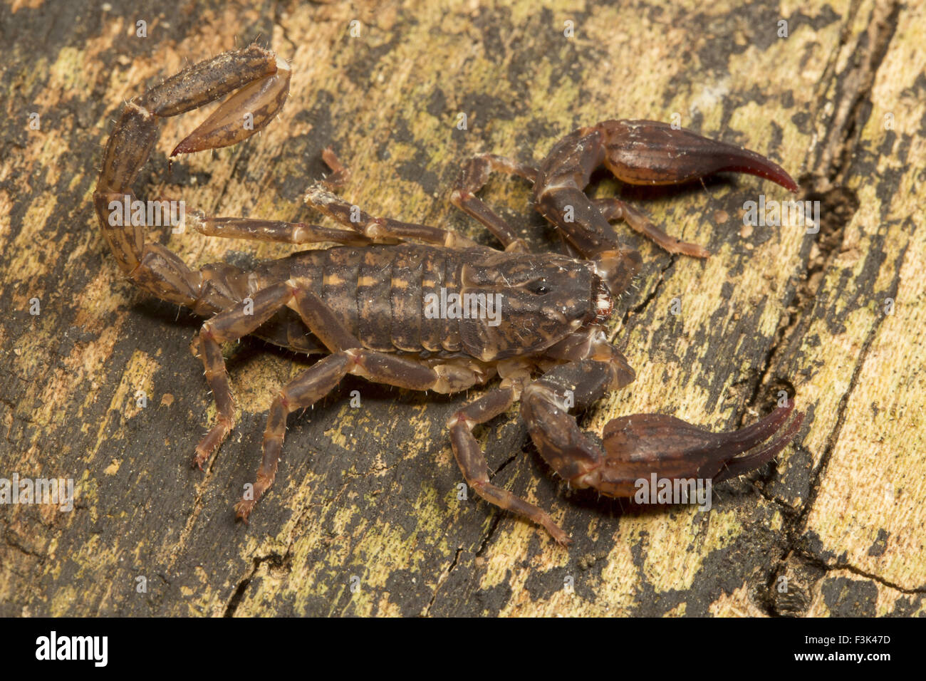 Chaerilus pictus Family : CHAERILIDAE Male. An extremely RARE species ...