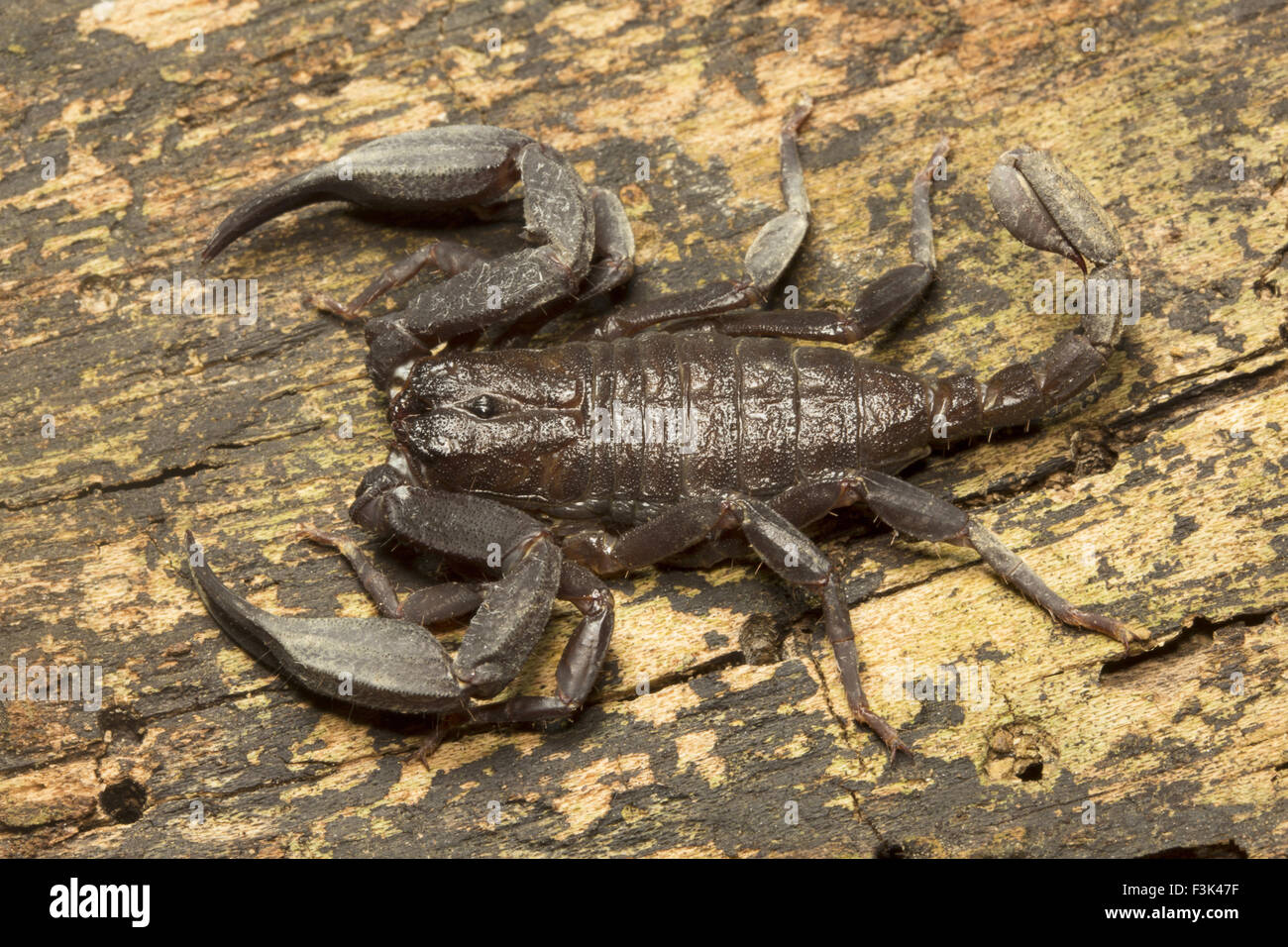 Euscorpiops hi-res stock photography and images - Alamy