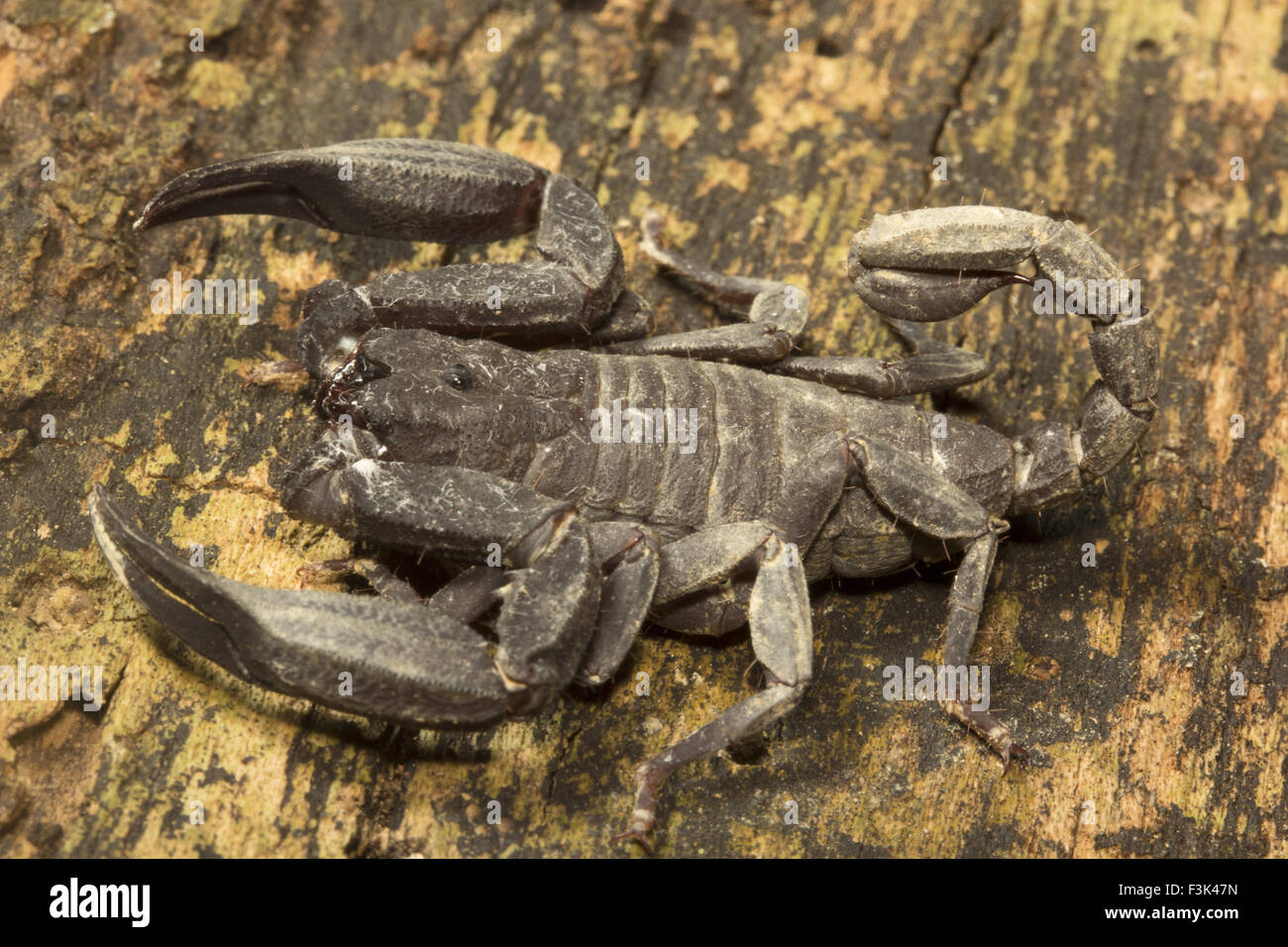 Scorpion, Euscorpiops longimanus, Euscorpiidae, Jampue hills, Tripura ...