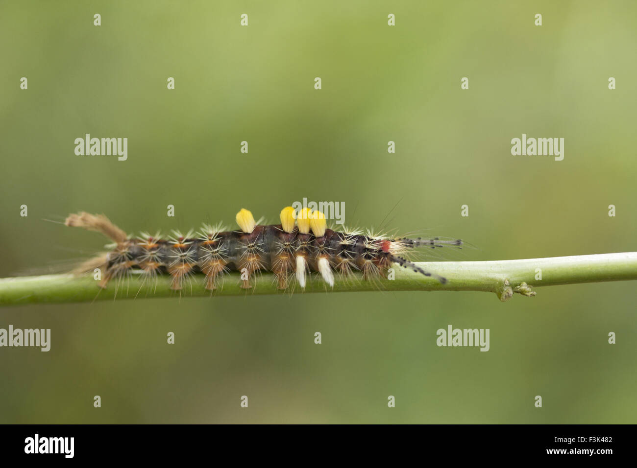 Moth Caterpillar, Jampue hills, Tripura , India Stock Photo - Alamy