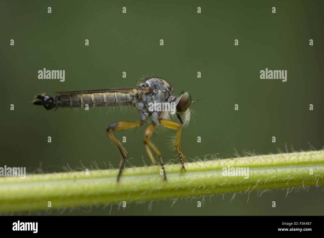 Robber fly, Asilidae, Jampue hills, Tripura , India Stock Photo - Alamy