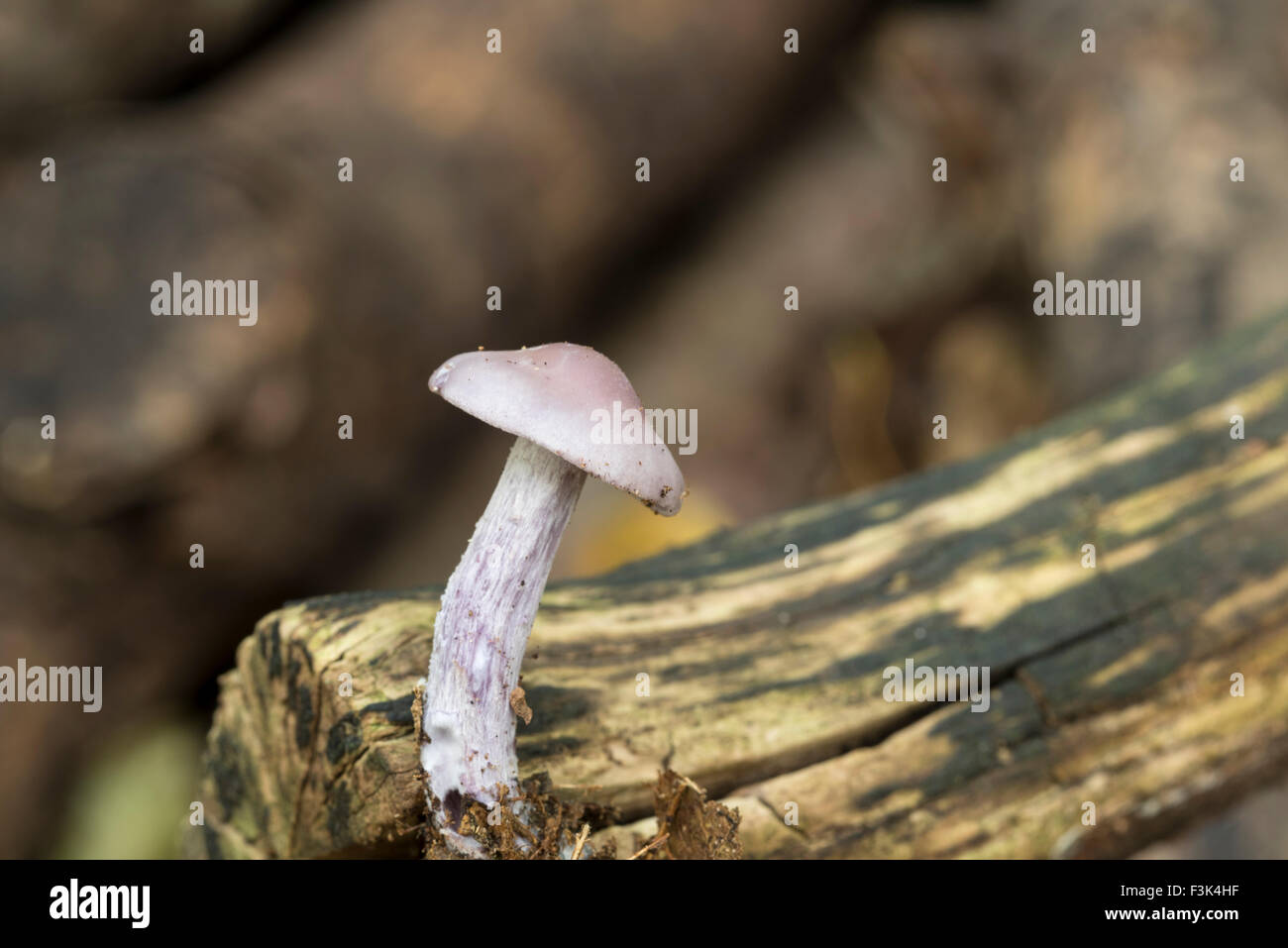 A Violet Deceiver fungus Stock Photo - Alamy