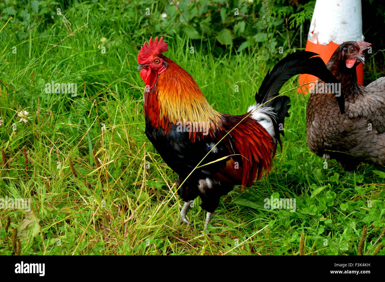 Farmyard chicken hi-res stock photography and images - Alamy