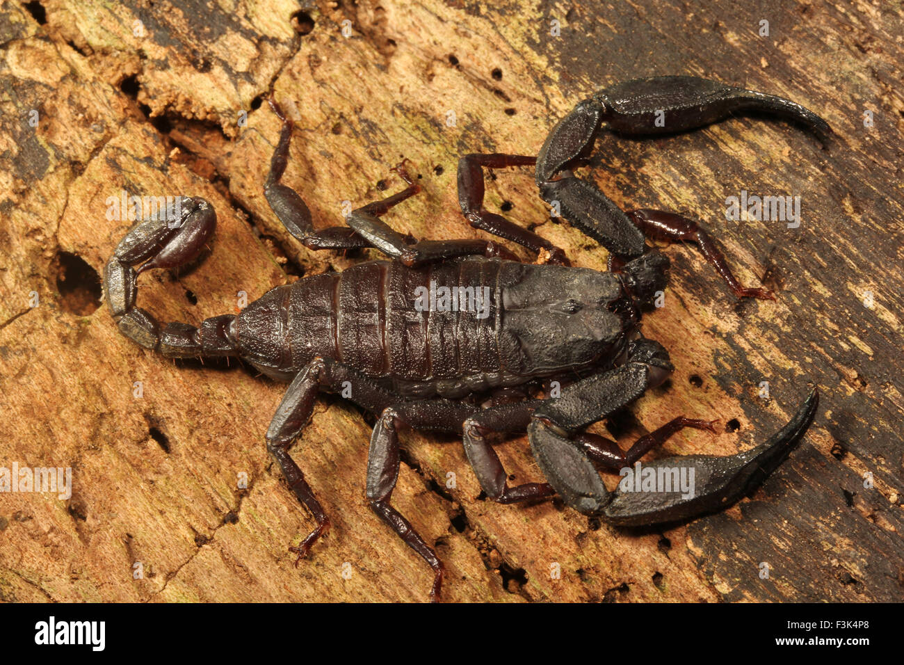 Euscorpiops hi-res stock photography and images - Alamy