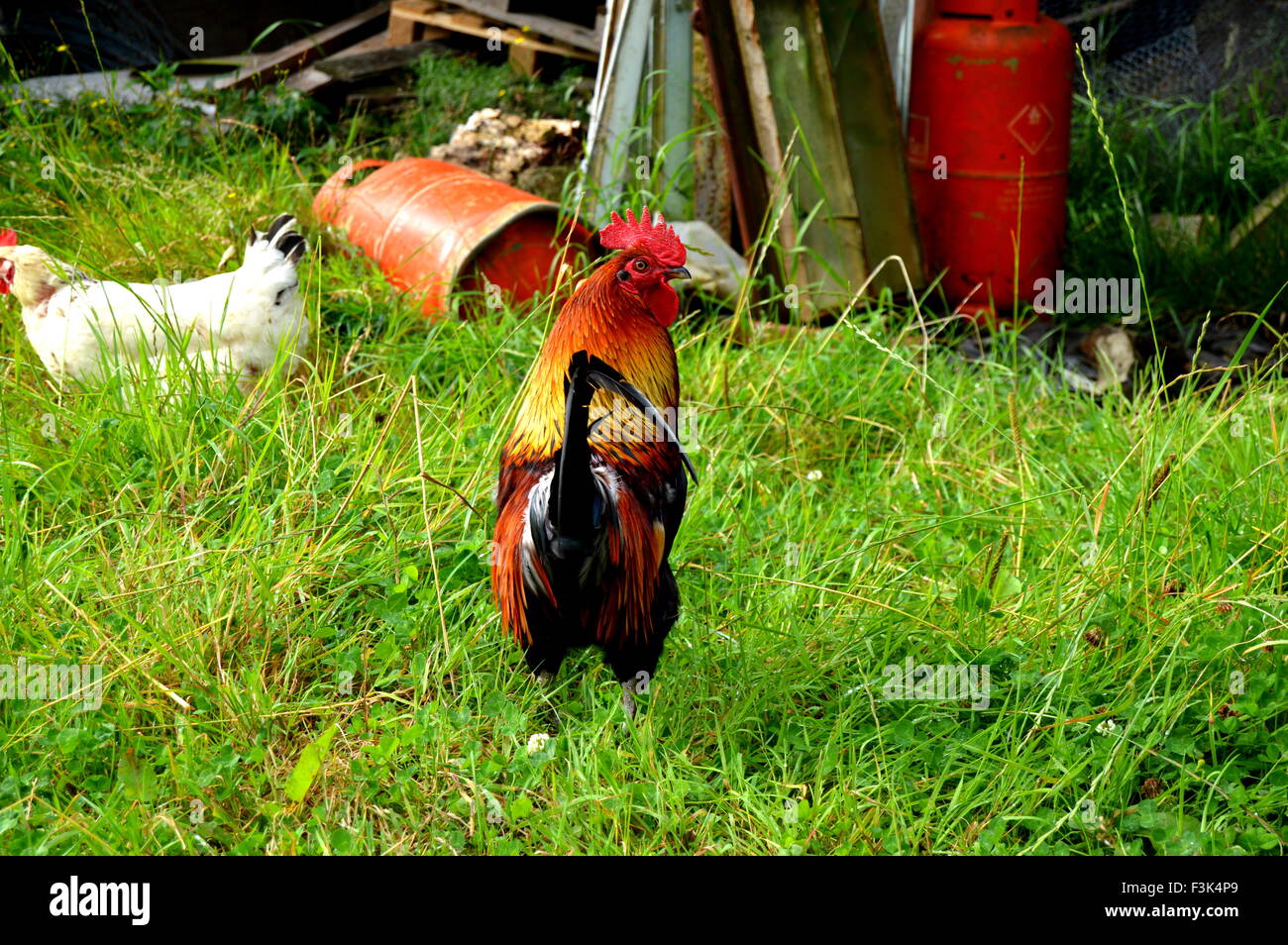 Cockrel hi-res stock photography and images - Alamy