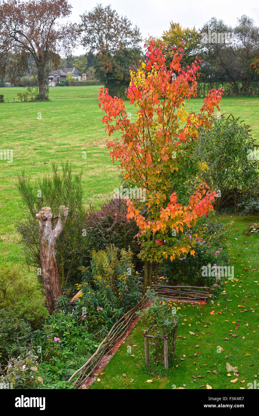 The foliage leaves hi-res stock photography and images - Alamy