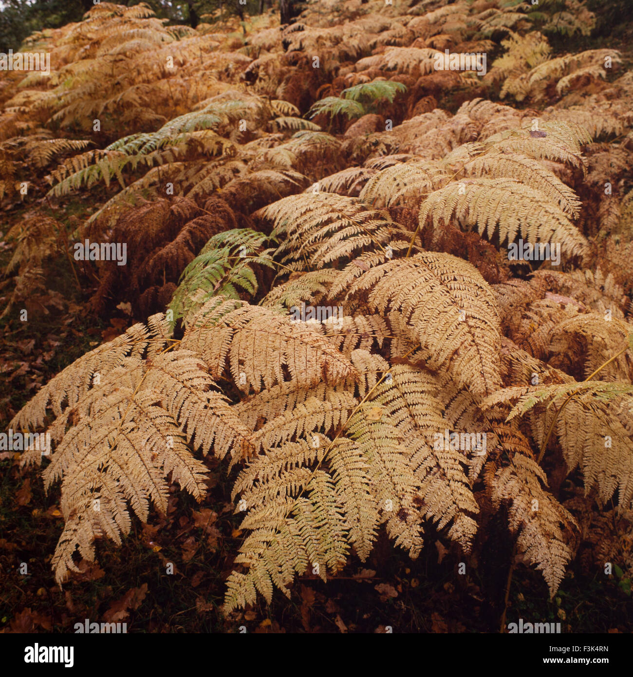 Forest of Dean ferns, Gloucestershire Stock Photo - Alamy