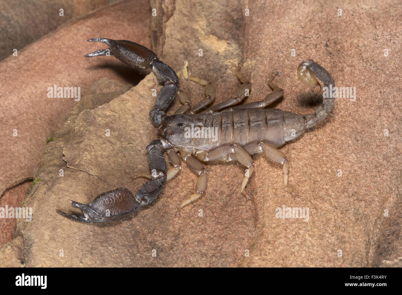 Scorpion, Scorpiops pachmarhicus, Euscorpiidae, Madhya Pradesh, India ...