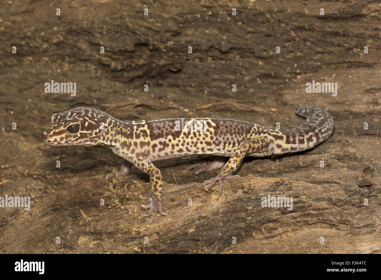 Eublepharidae 20+ Eublepharidae Stock Photos, Pictures & Royalty Free