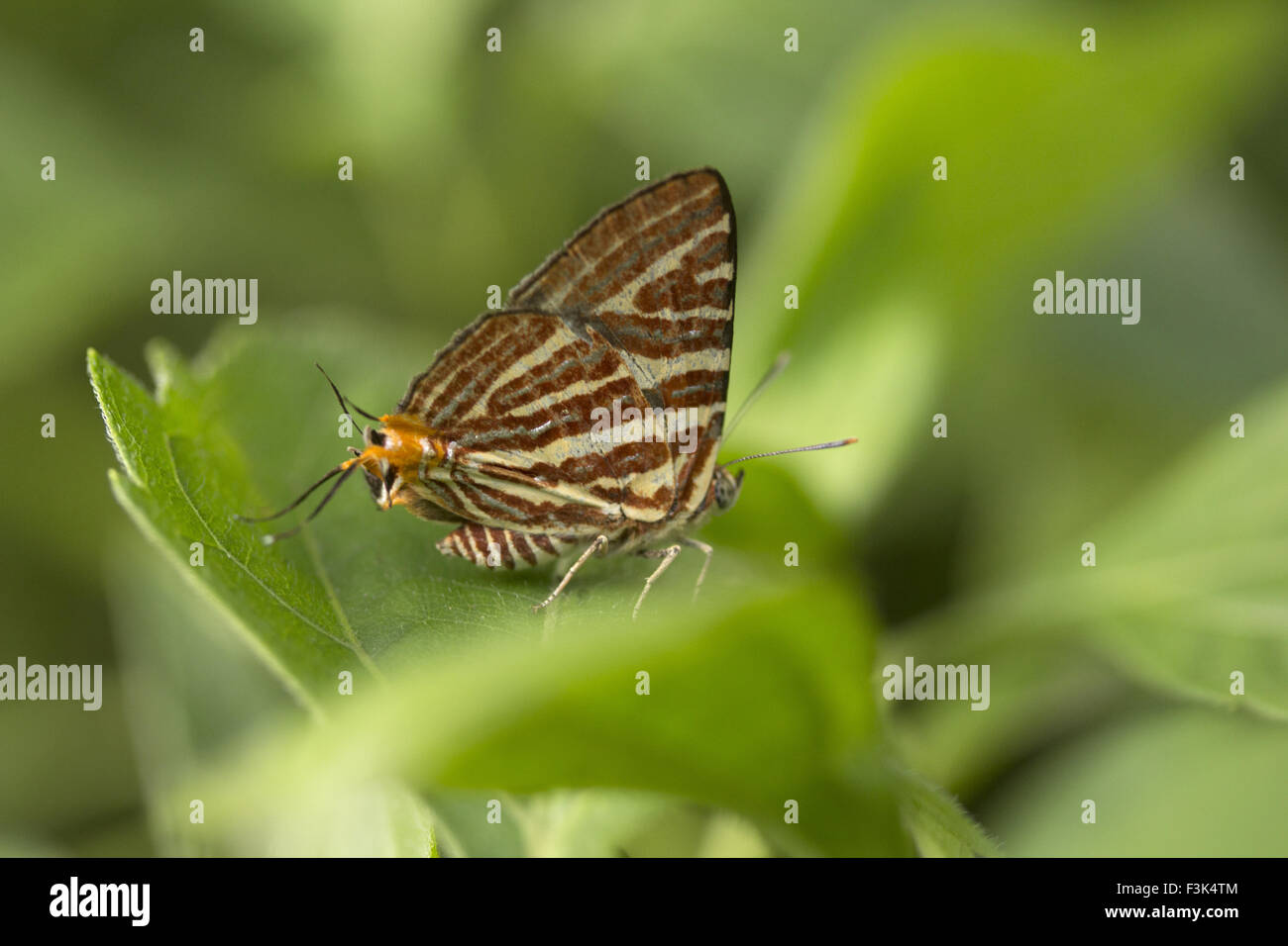 Common silver line, Lycaenidae, Maharani, Tripura , India Stock Photo ...