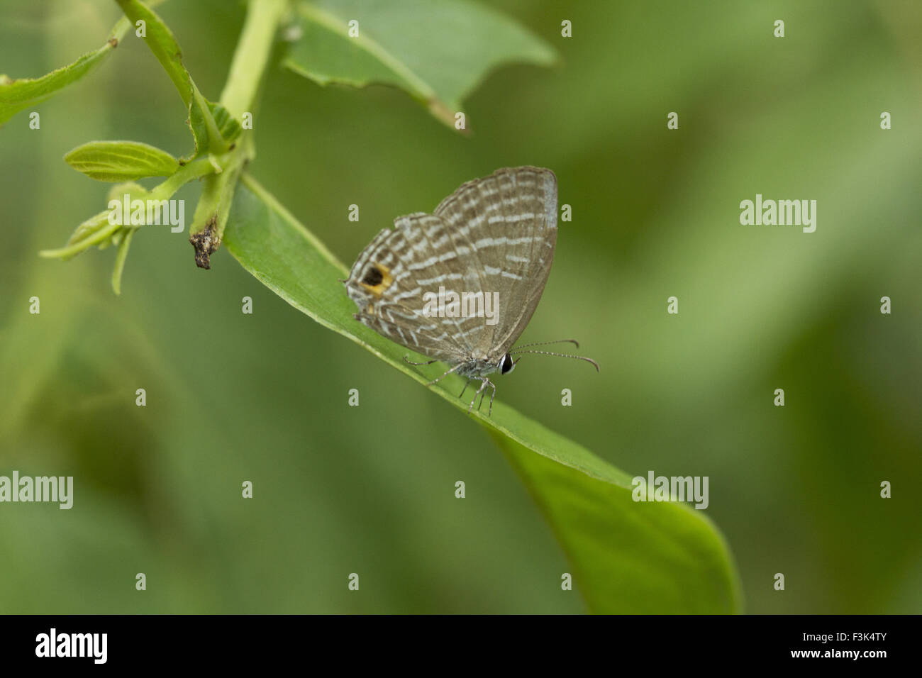 Jamides celeno , Common crulean, Butterfly Lycaenidae, Maharani ...