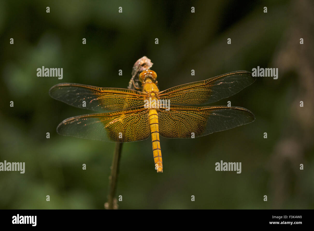 Dragonfly antenna hi-res stock photography and images - Alamy