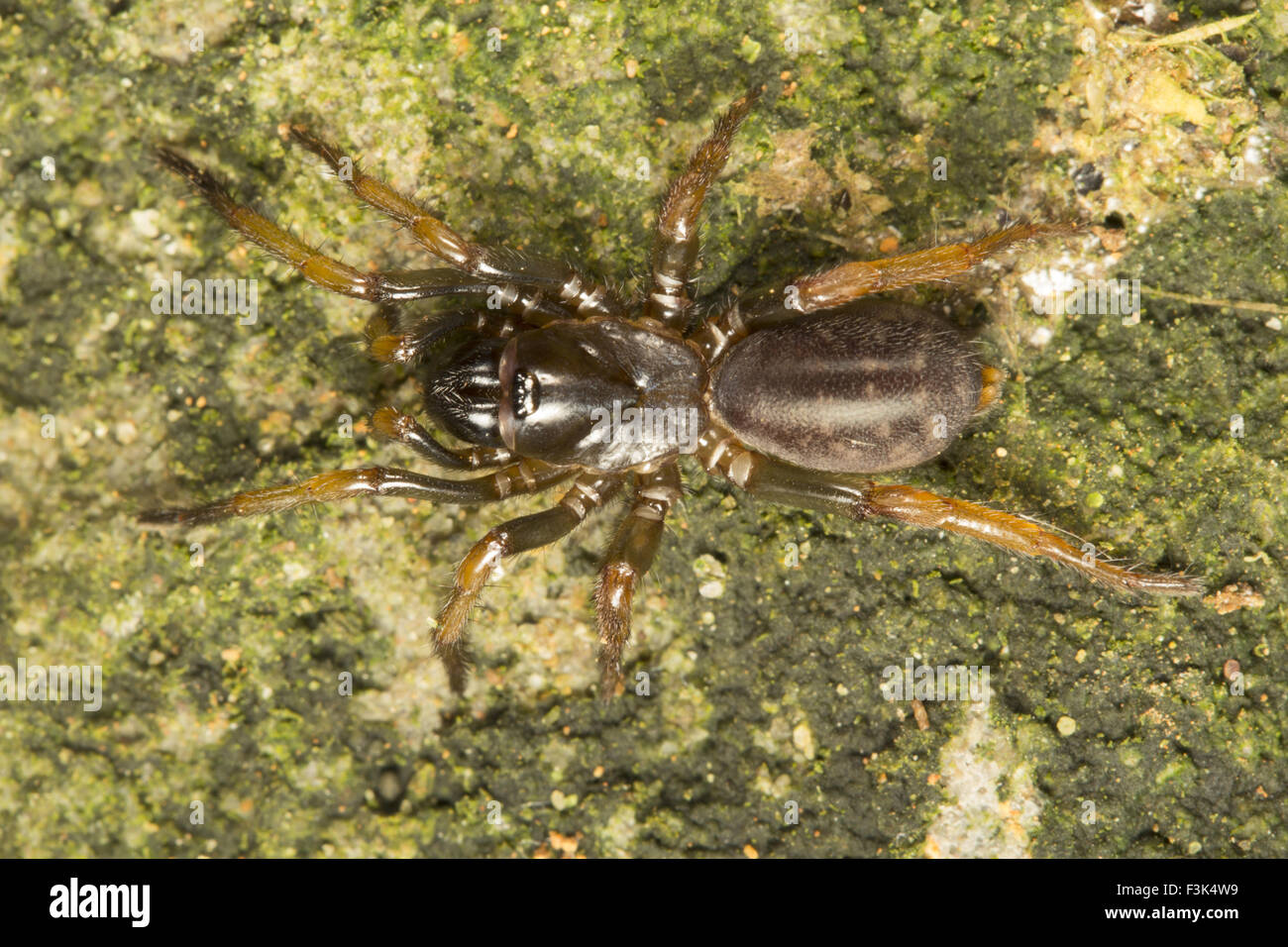 Tarantula, Nemisidae, Near Gurjee, Tripura , India Stock Photo - Alamy
