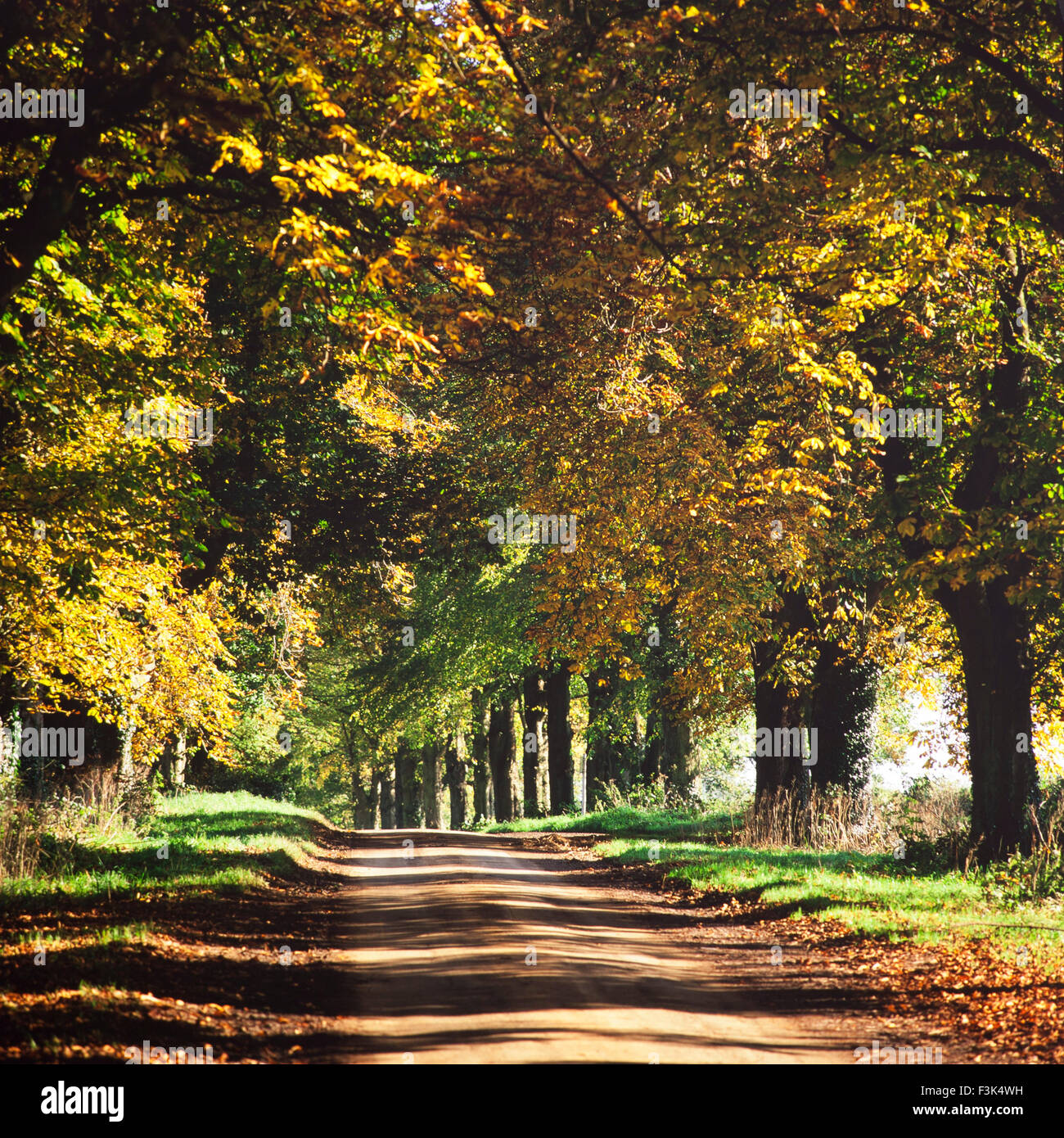 Wooded lane in Gloucestershire Stock Photo - Alamy