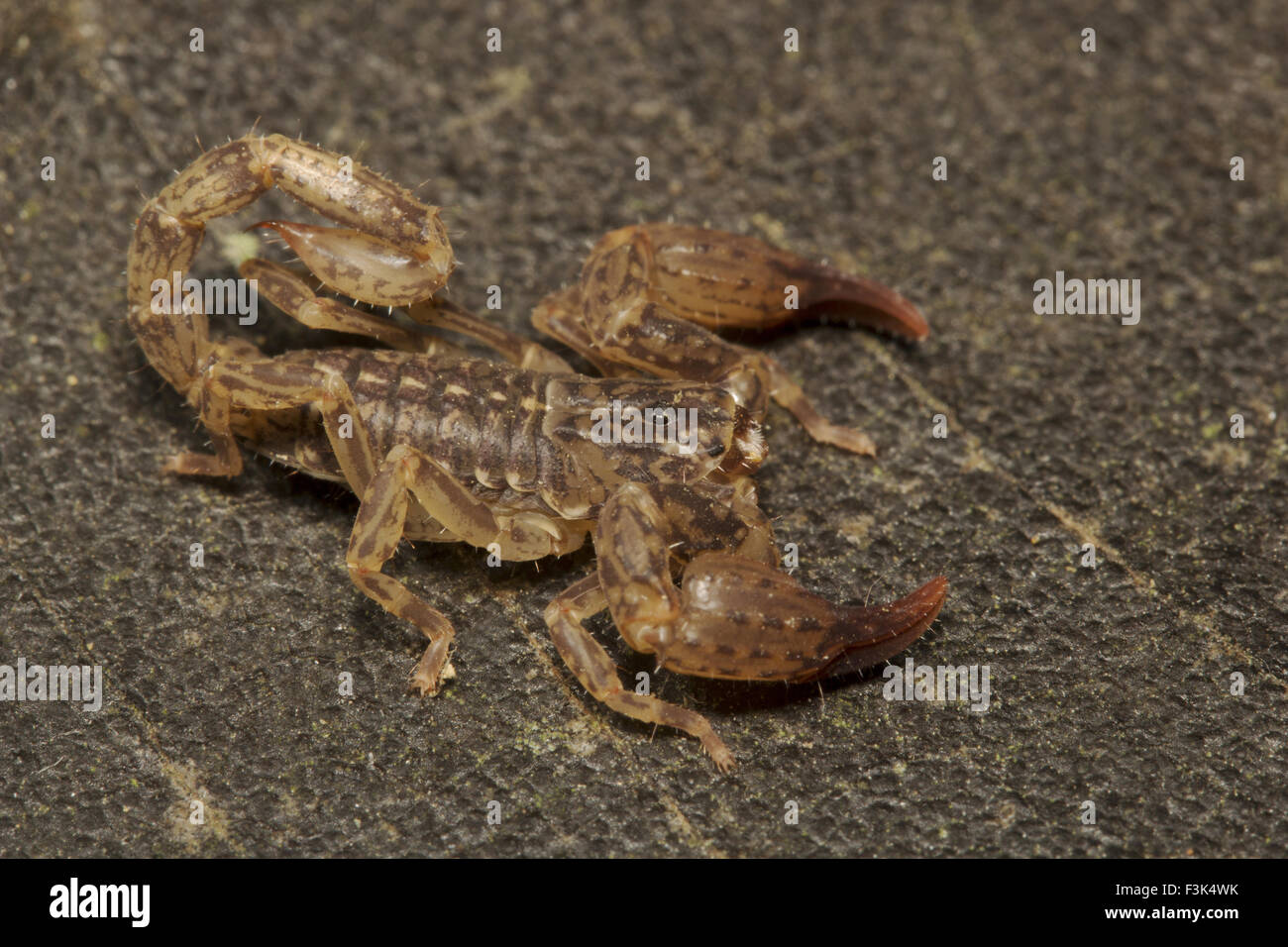 Chaerilus pictus Family : CHAERILIDAE Male. An extremely RARE species ...