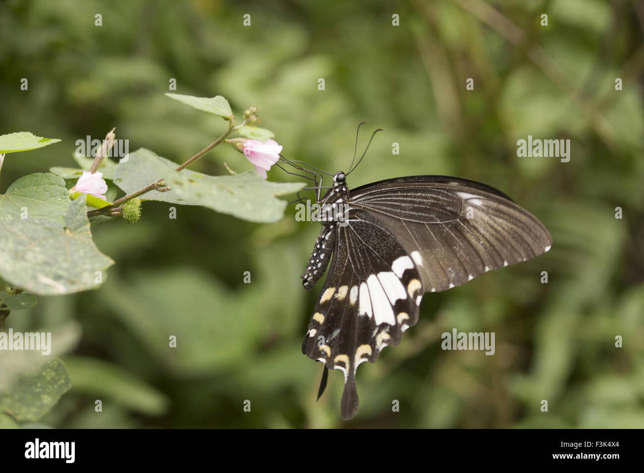 Common Birdwing, Troides helena, Papilionidae : Swallowtails Yellow ...