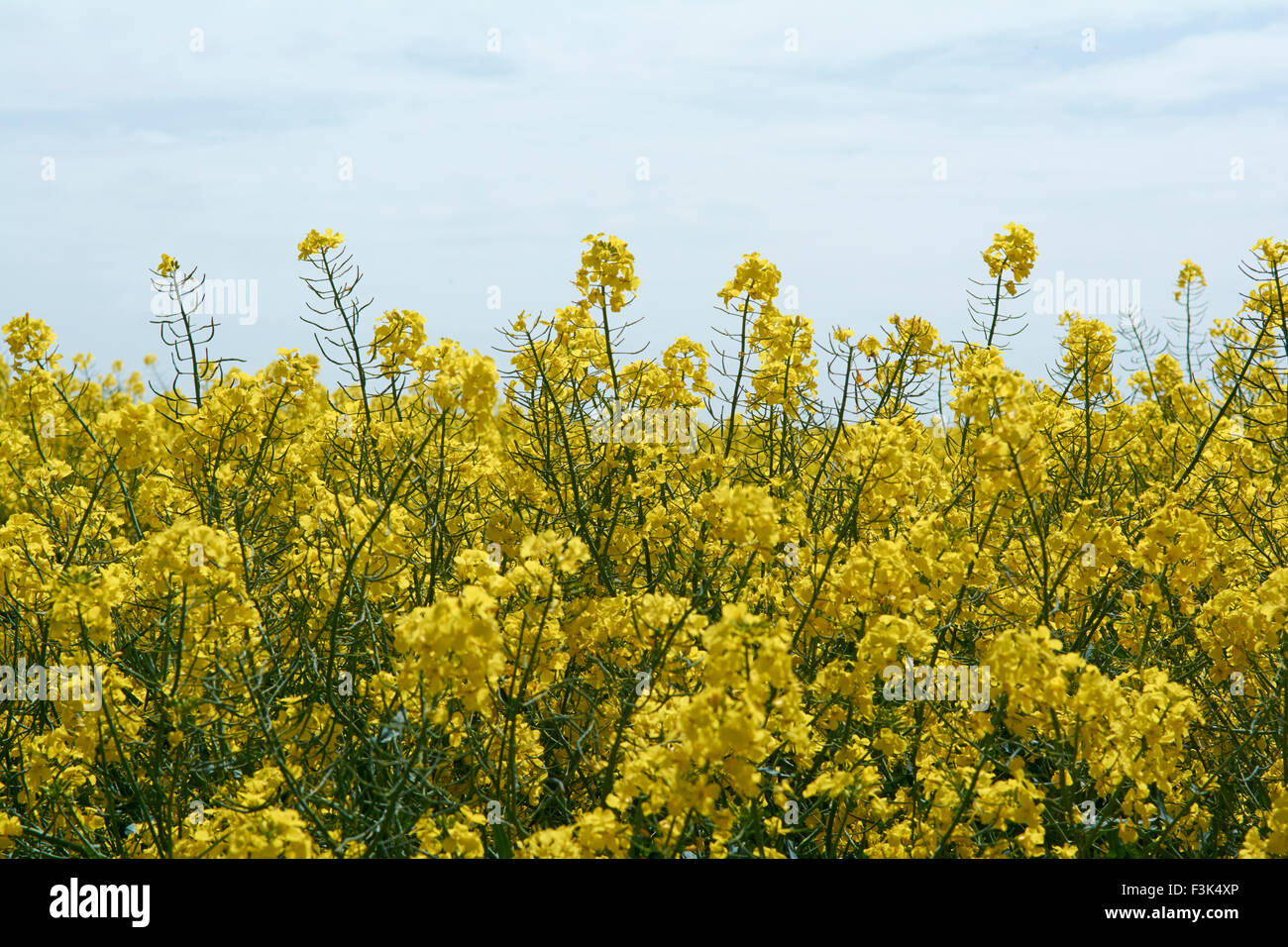 Rapeseed growing in a field hi-res stock photography and images - Alamy