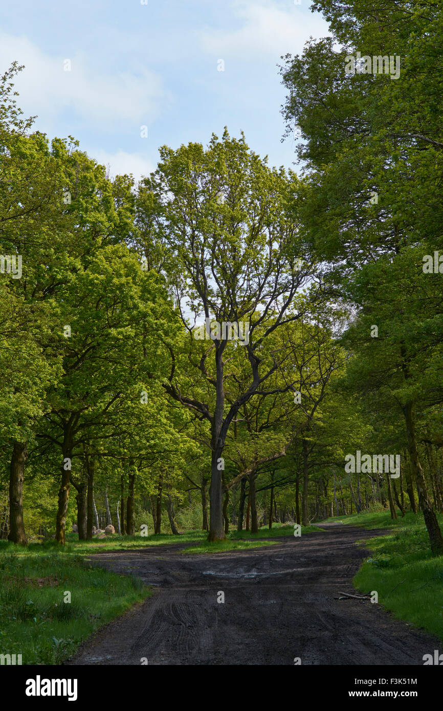 Wooded clearing hi-res stock photography and images - Alamy
