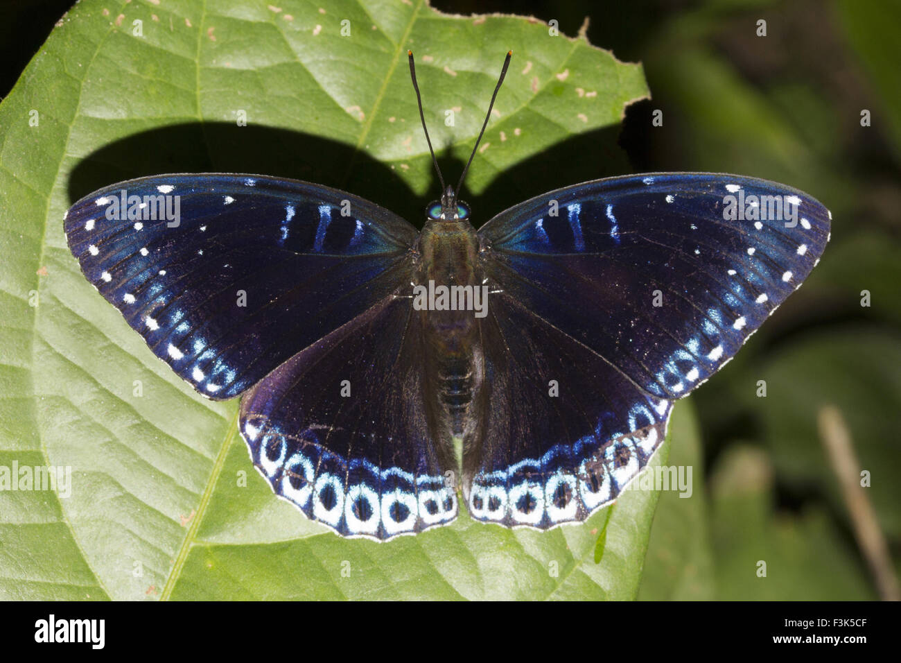 Popinjay, Stibochiona nicea, Nymphalidae, Manu,Tripura, India Stock ...