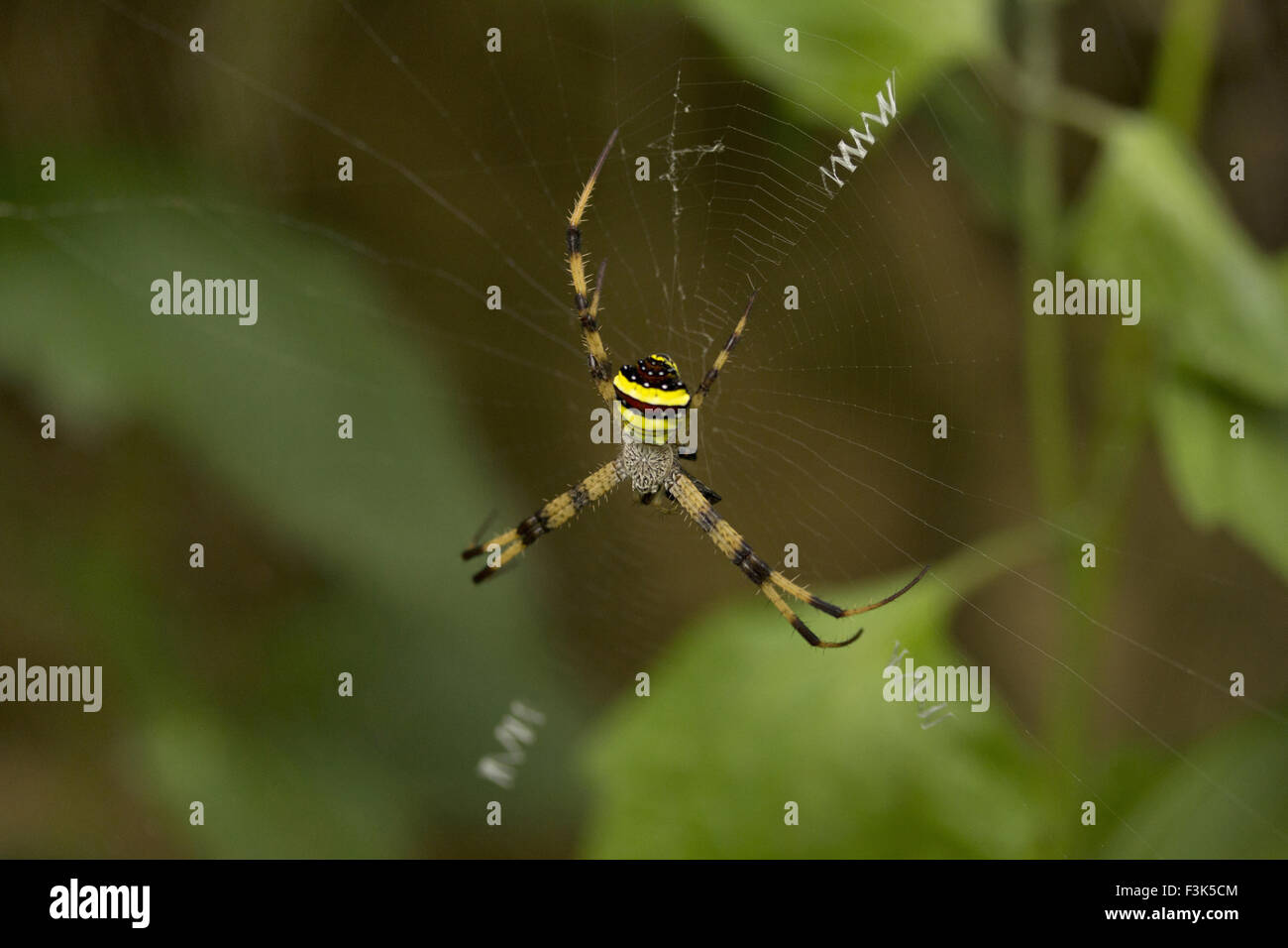 SIGNATURE SPIDER Argiope species, ARANEIDAE, Manu,Tripura, India Stock ...