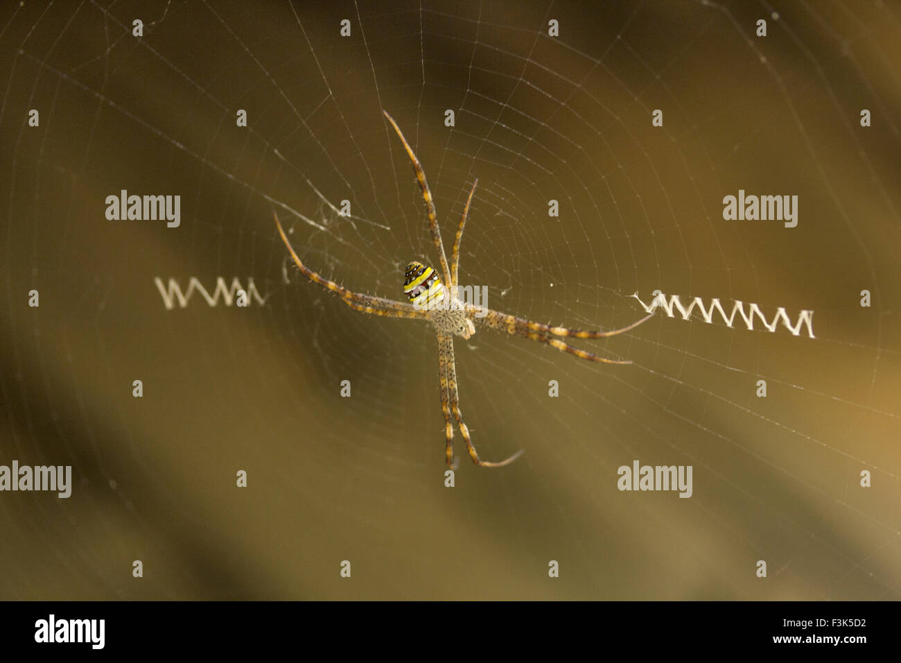SIGNATURE SPIDER, Argiope sp, ARANEIDAE, Manu,Tripura, India Stock ...