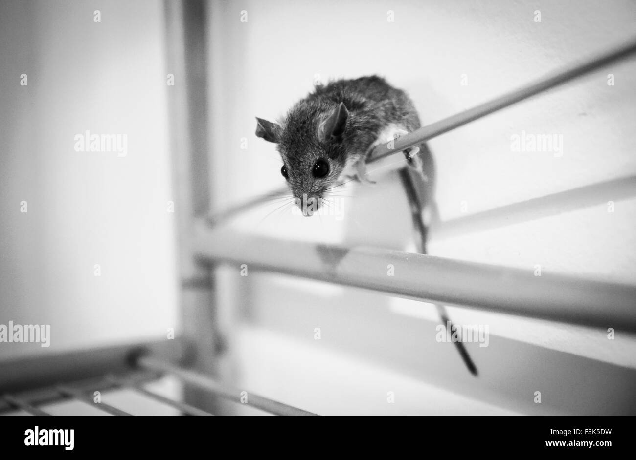 Scared Mouse Animal