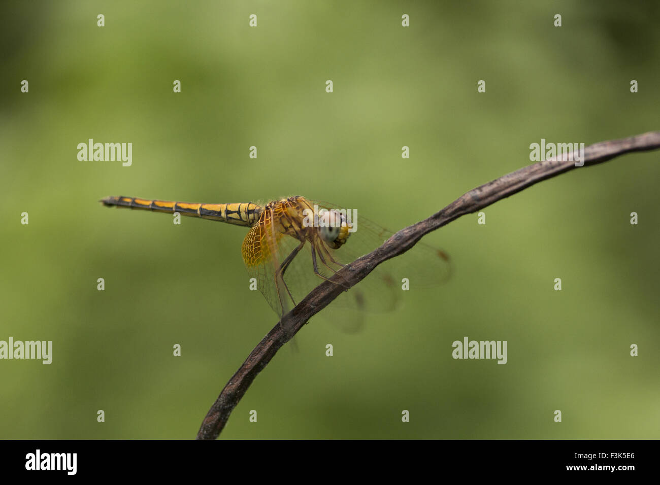 Dragonfly, Manu,Tripura, India Stock Photo - Alamy