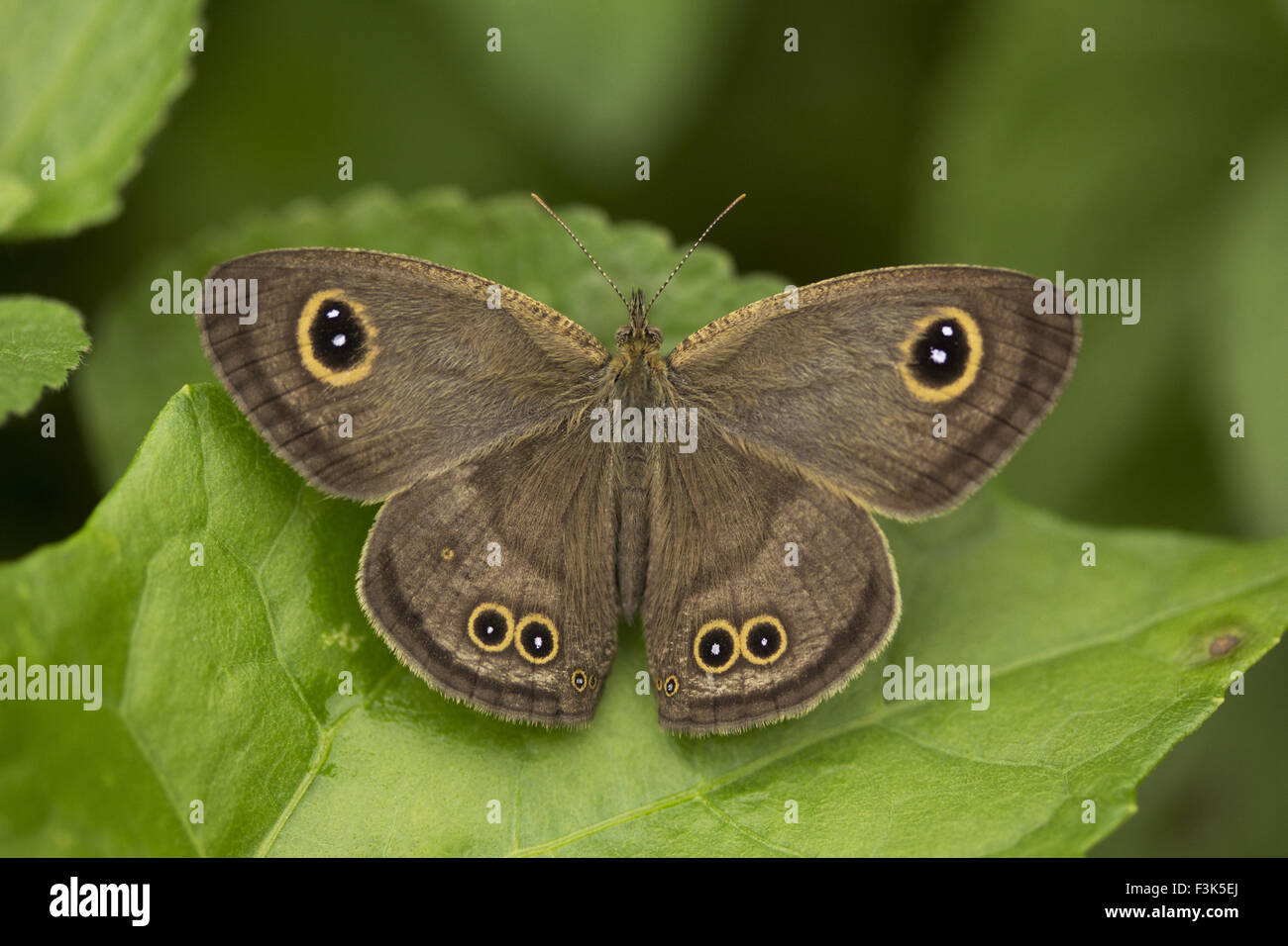 Common Five ring, Ypthima baldus, Nymphalidae, Fabricus 1775 Manu ...