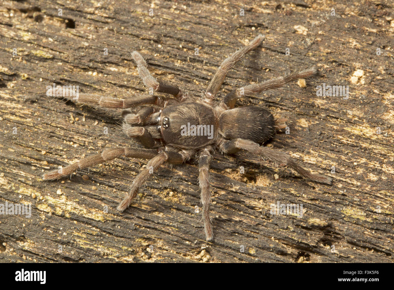 Spider, Theraphosidae, Manu,Tripura, India Stock Photo - Alamy
