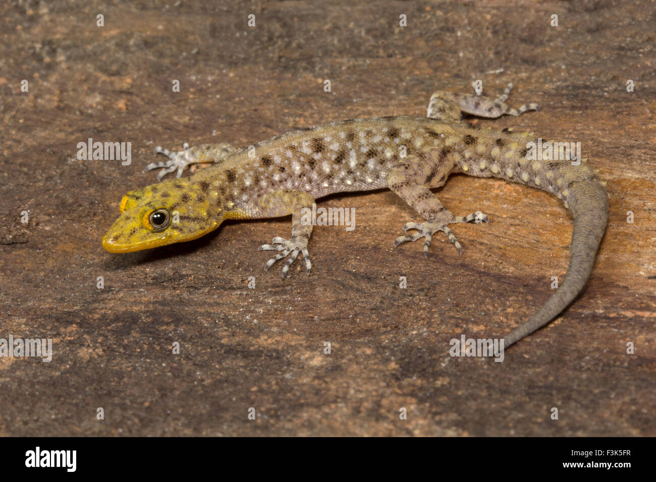 MYSORE DAY GECKO, Cnemaspis mysorensis, Gekkonidae, NCBS, Bangalore ...