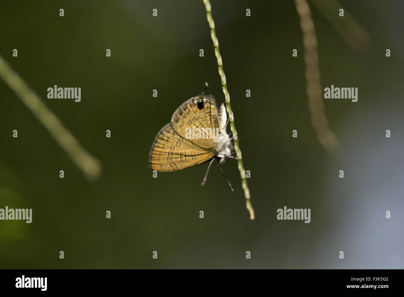 Butterfly, Lycaenidae, Near Gurjee, Tripura , India Stock Photo - Alamy