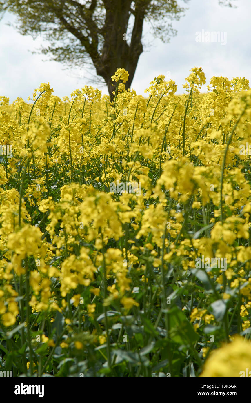 Rapeseed Fields near to Howbrook in Barnsley - Yorkshire, England, UK ...