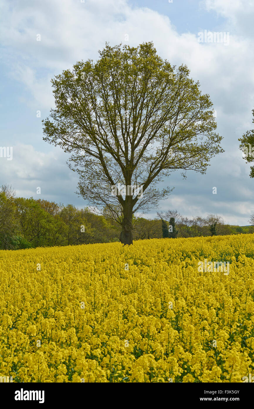 Rapeseed Fields near to Howbrook in Barnsley - Yorkshire, England, UK ...