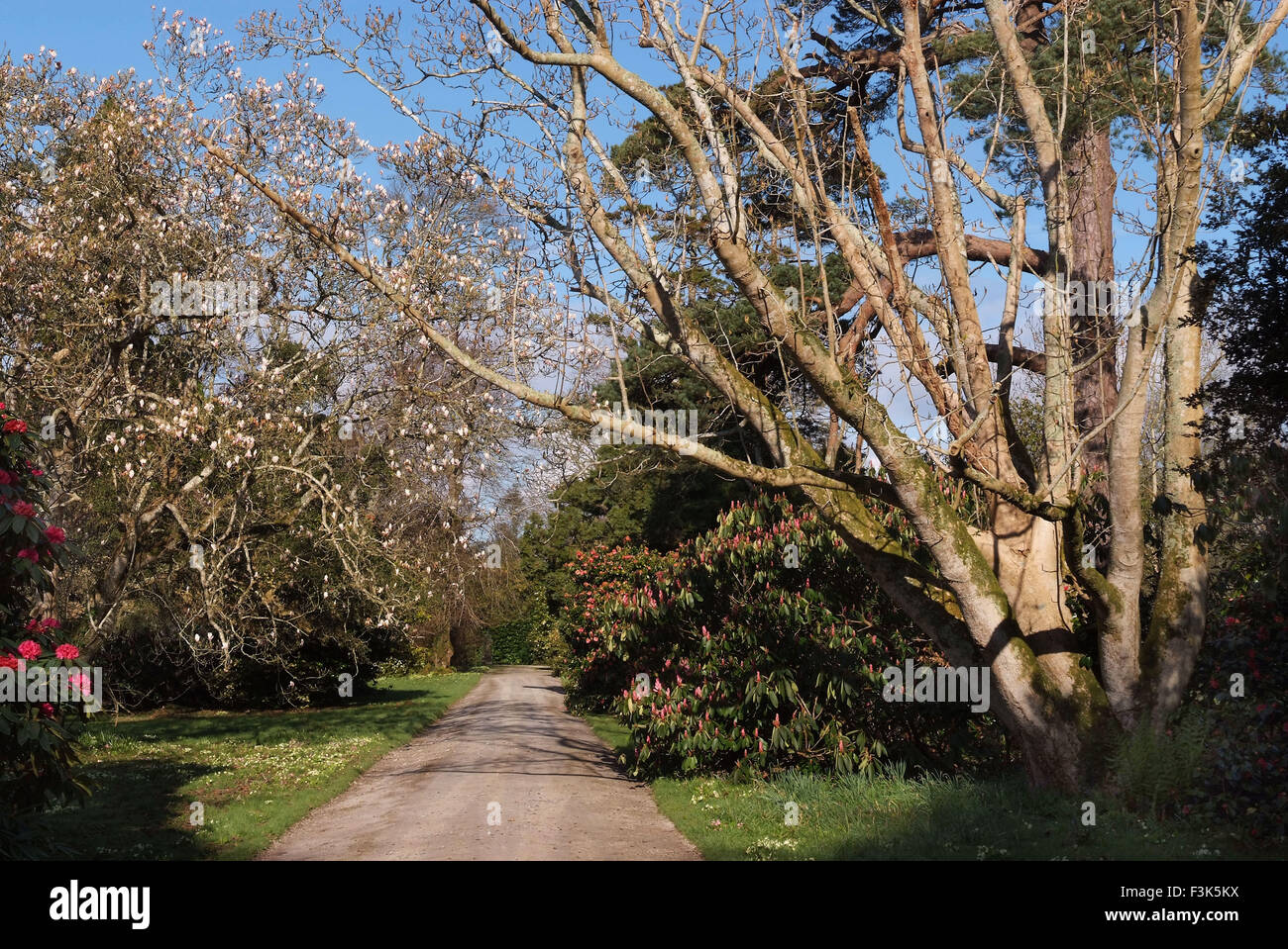 Tregothnan Estate gardens, Cornwall, famous for its camellias and ...
