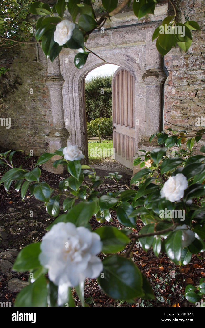 Tregothnan Estate gardens, Cornwall, famous for its camellias and ...
