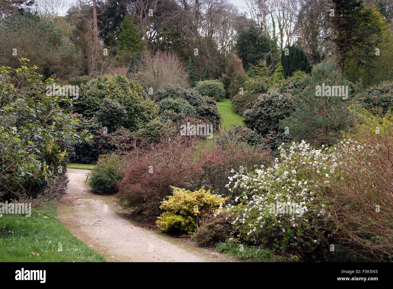 Tregothnan Estate gardens, Cornwall, famous for its camellias and ...