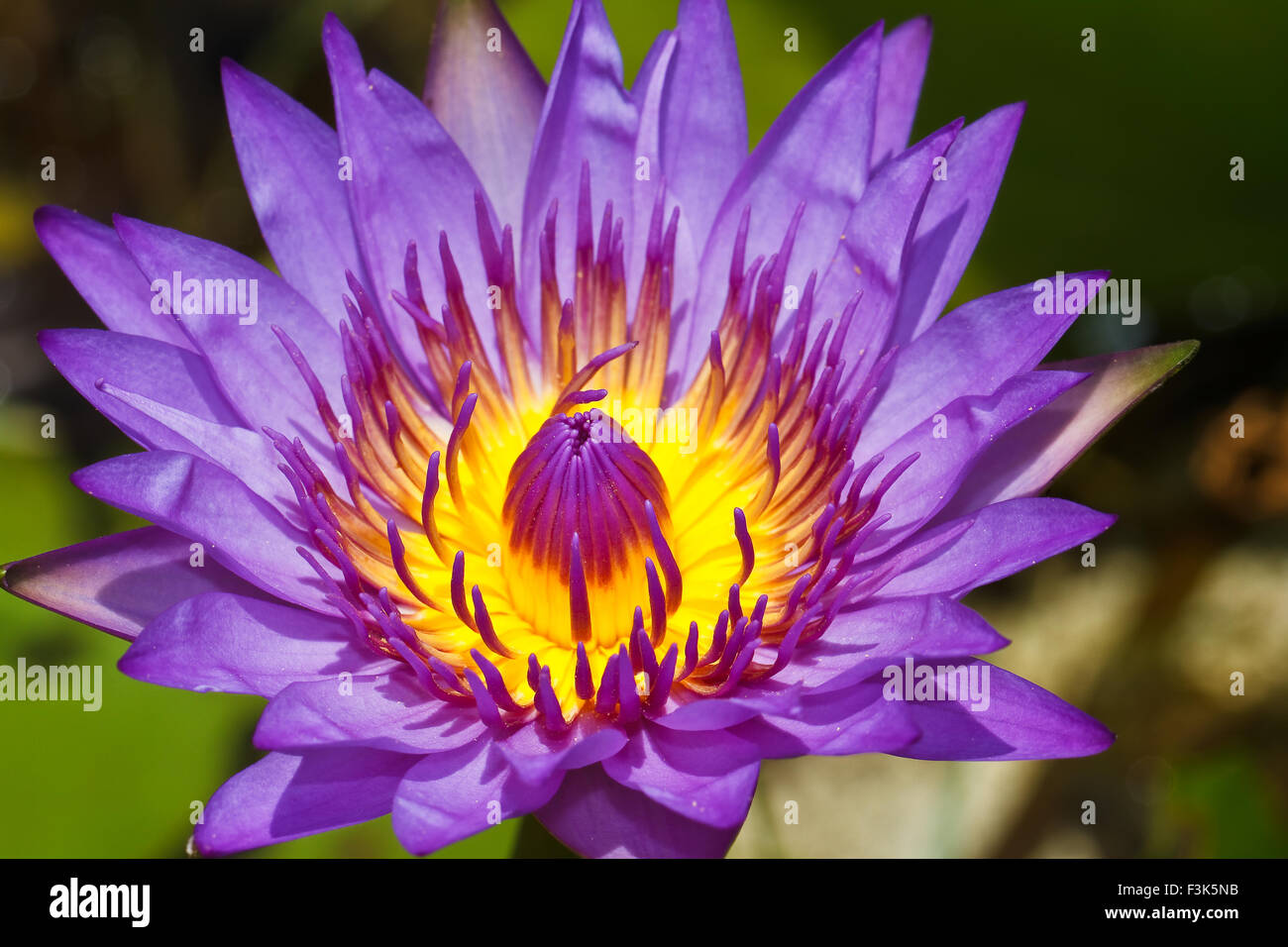 Mammal like reptile hi-res stock photography and images - Alamy