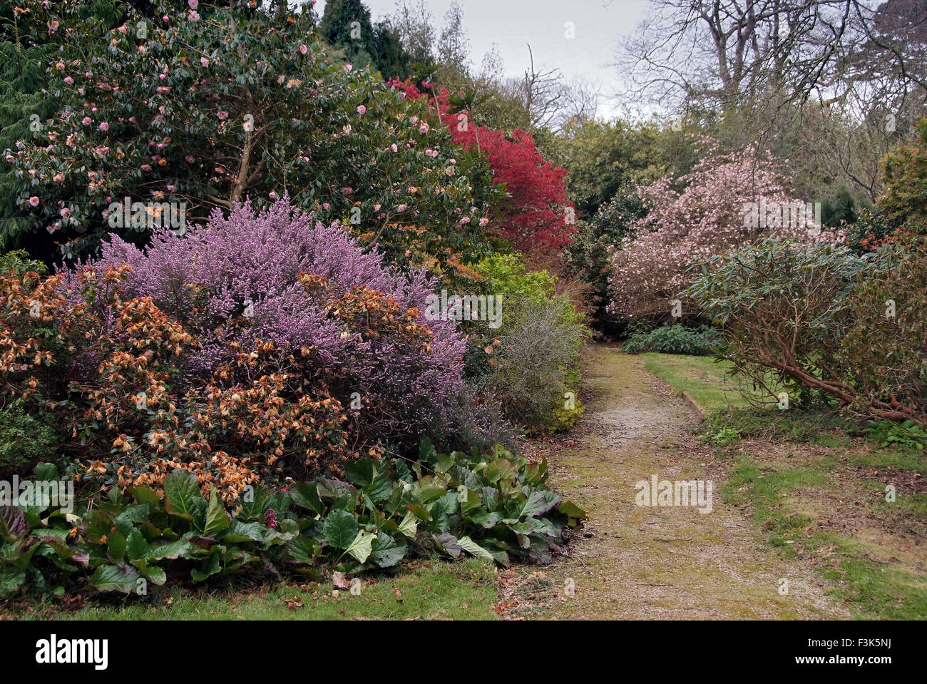 Tregothnan Estate gardens, Cornwall, famous for its camellias and ...