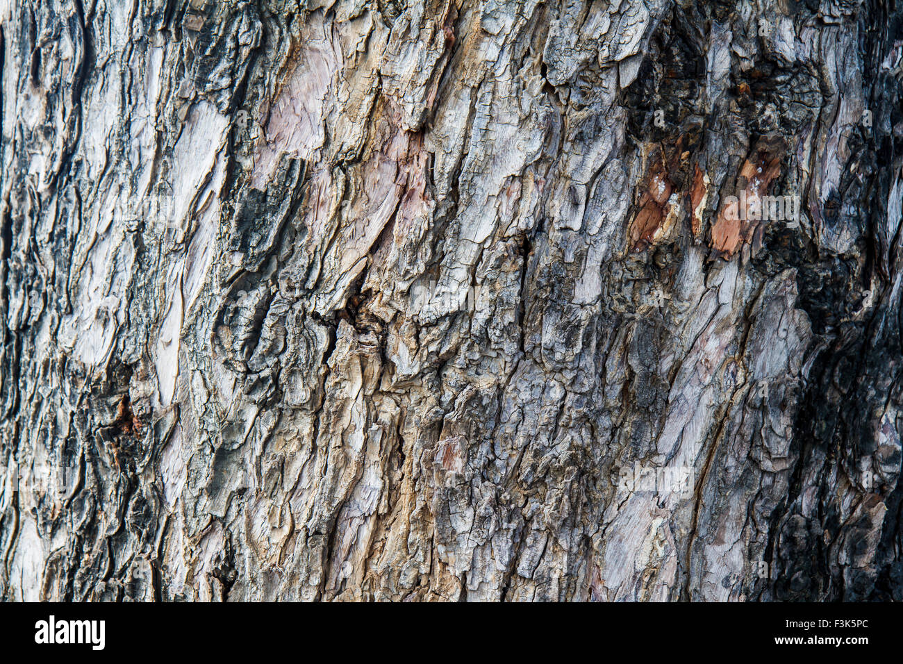 Bark surface tree background Stock Photo - Alamy