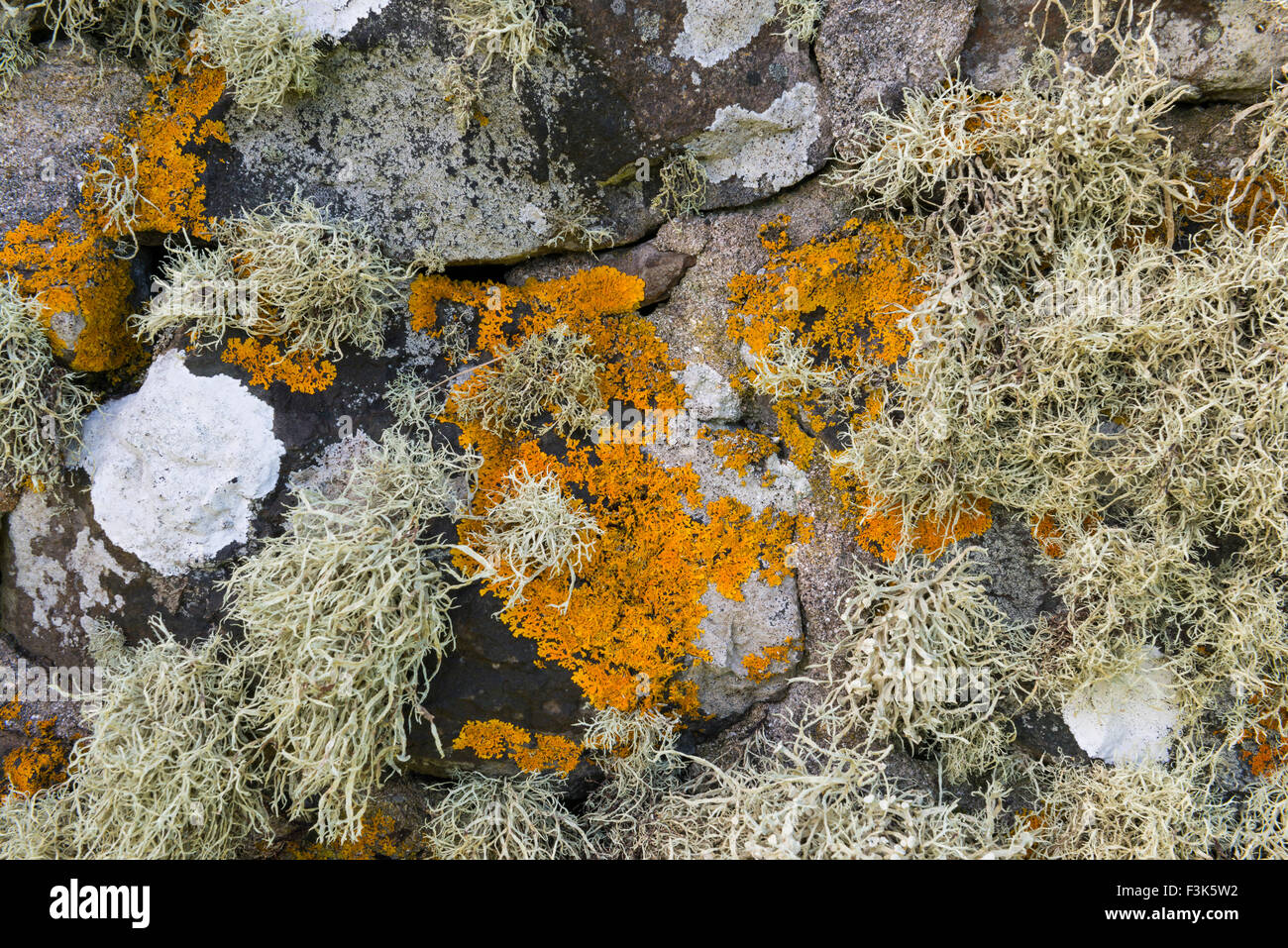 A variety of different lichen on a stone wall Stock Photo - Alamy