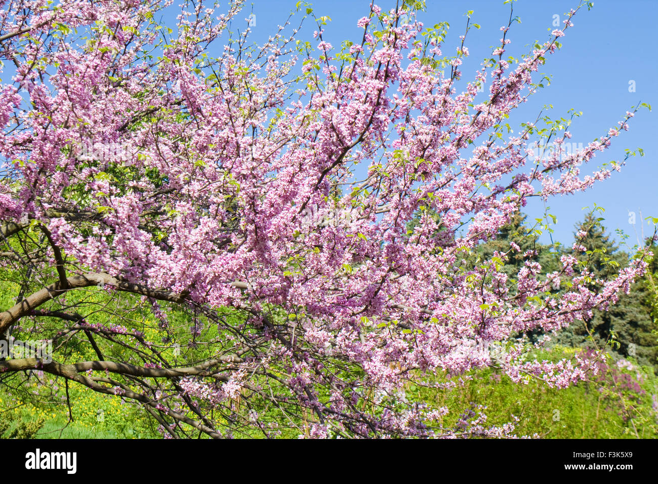 Bossom of nature hi-res stock photography and images - Alamy
