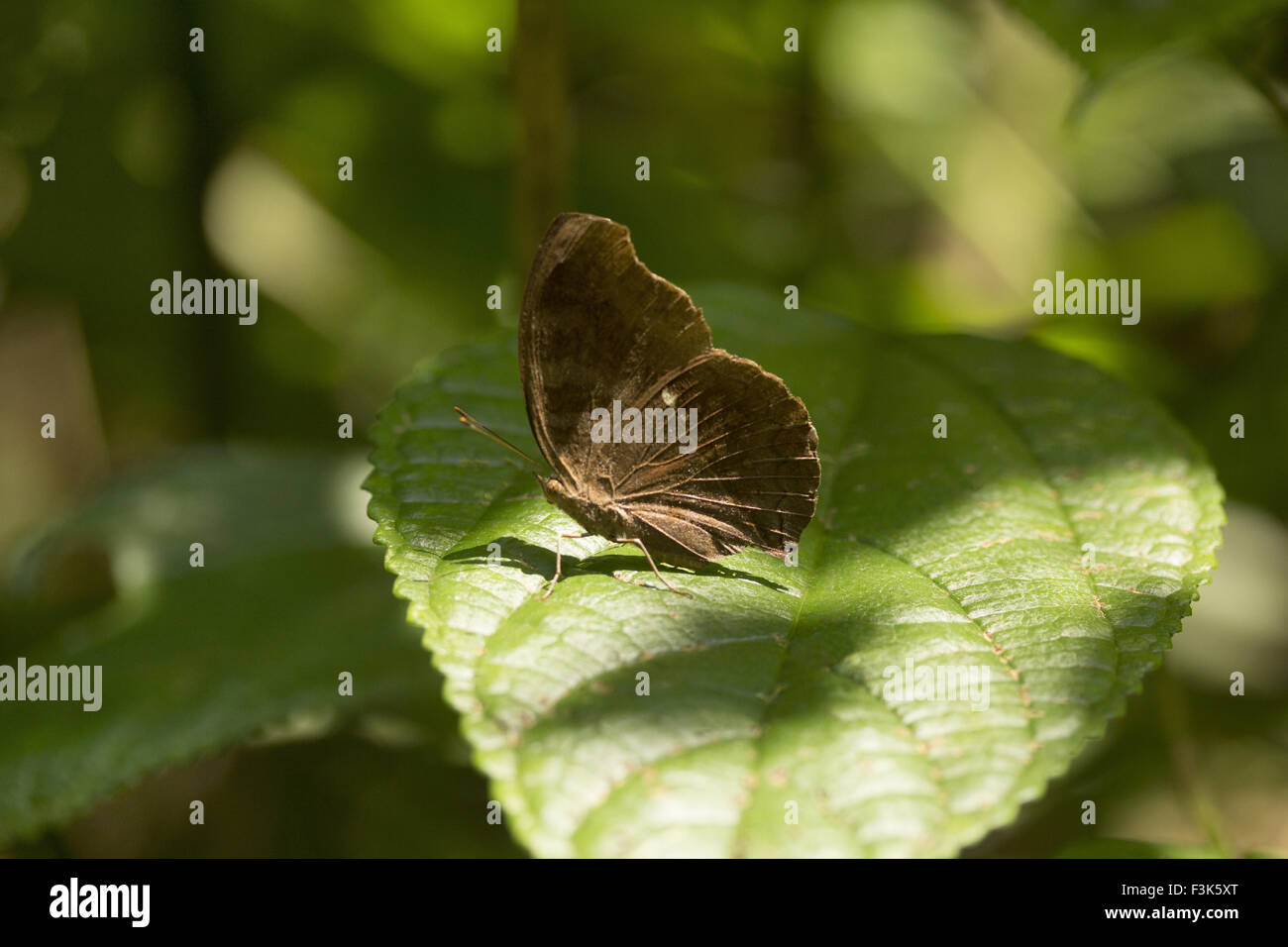 Chocolate pansy, Junonia iphita Closed wing, Nymphalidae, Near Gurjee ...