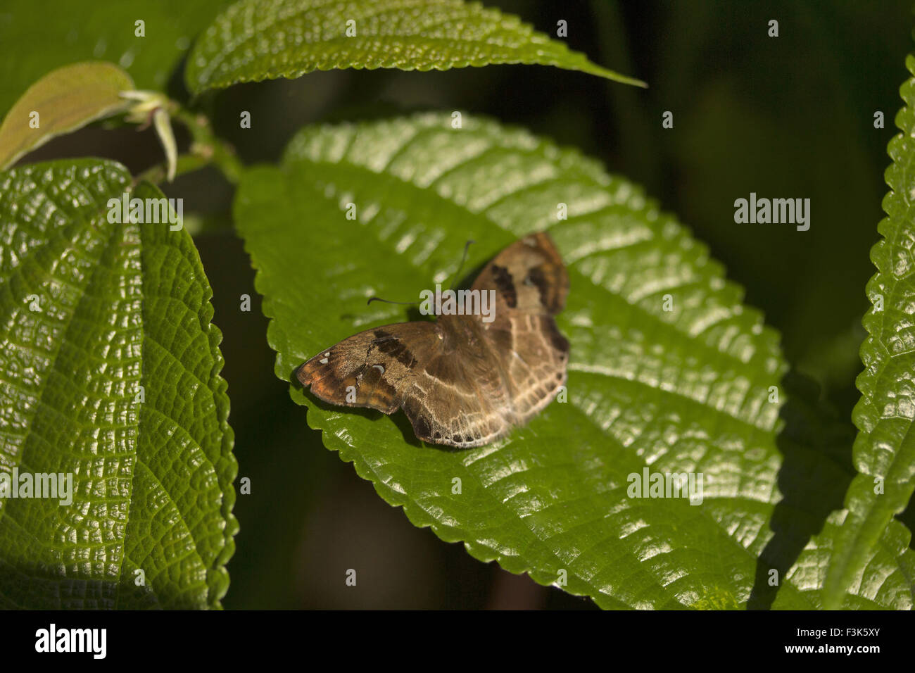 Chestnut Angle, Odontoptilum sp, Hesperiidae, Near Gurjee, Tripura ...