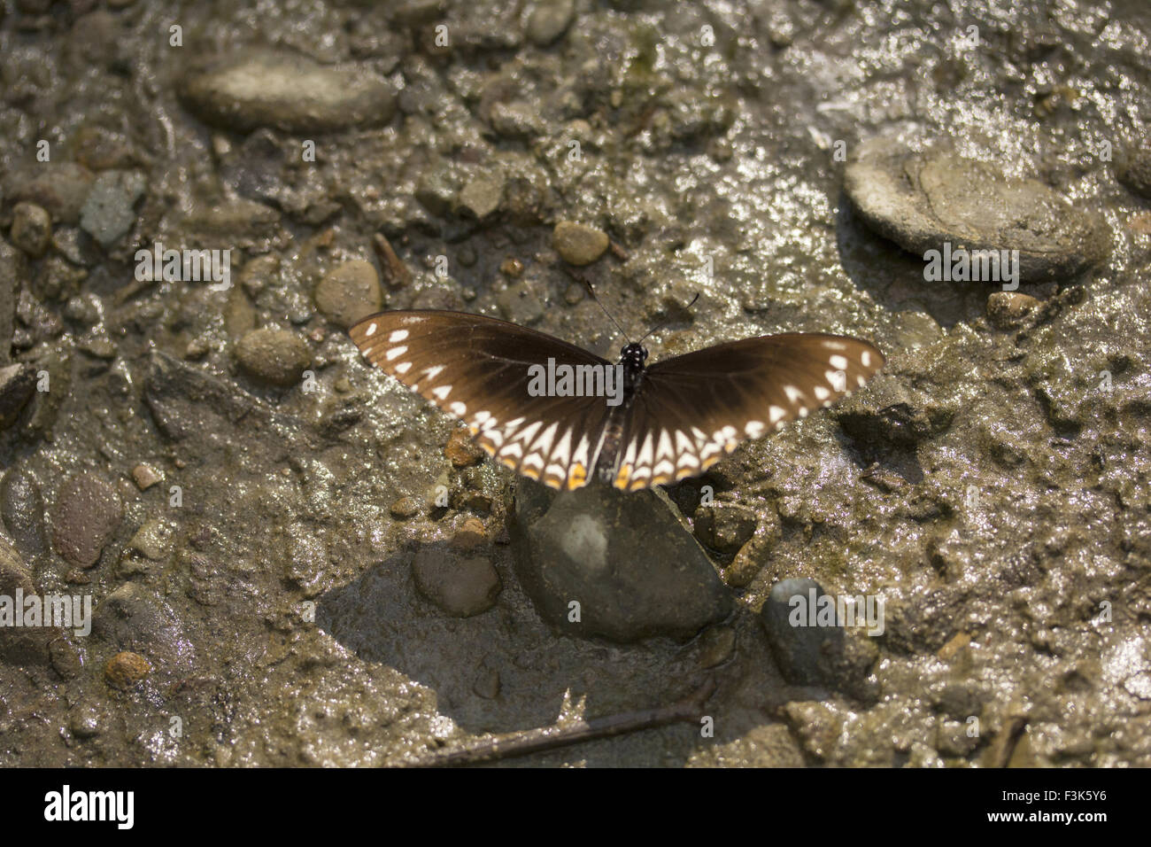 Papilio sp hi-res stock photography and images - Alamy